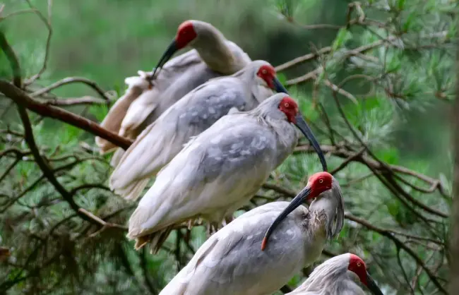 Hanzhong Crested Ibis National Nature Reserve, Shaanxi