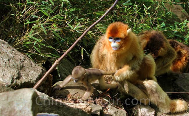 Country Tour to Foping From Xian to See Panda, Monkey...