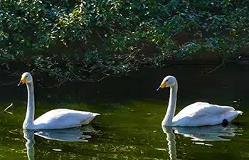 Beijing Zoo - See Panda in Beijing
