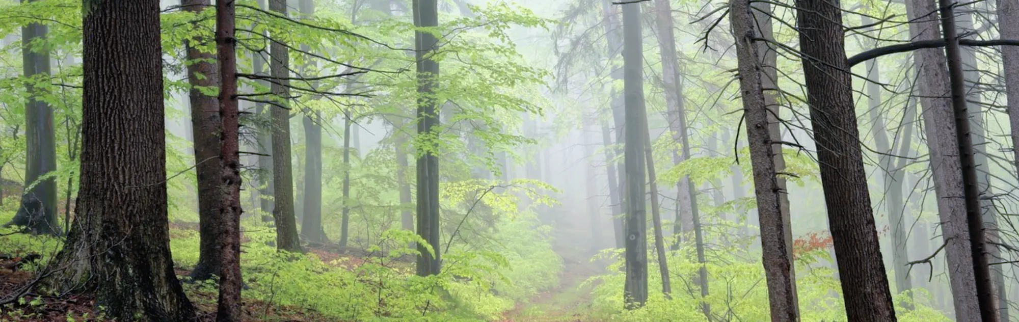 Mengla Tropical Rainforest in Xishuangbanna