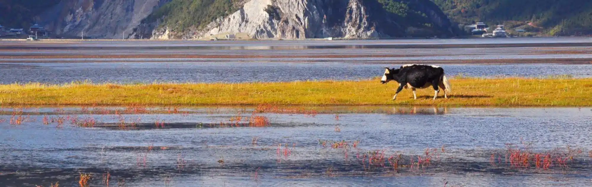 Napahai Lake in Shangri-La: Nature Meets Tranquility