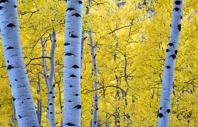 White Birch Forest Scenic Area - A Fairytale Forest