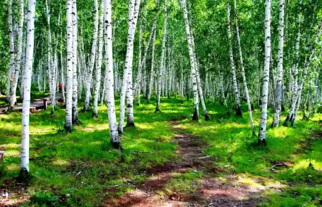 White Birch Forest Scenic Area - A Fairytale Forest