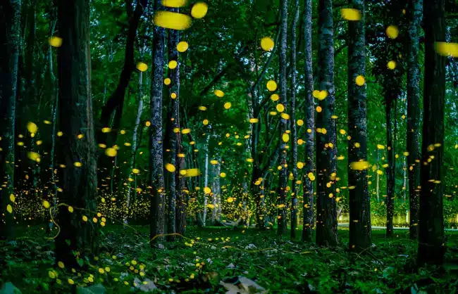 Xishuangbanna Tropical Botanical Garden