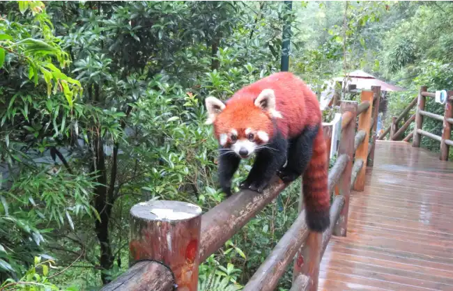 Bifengxia Panda Base - Largest & Most Natural Panda Habitat