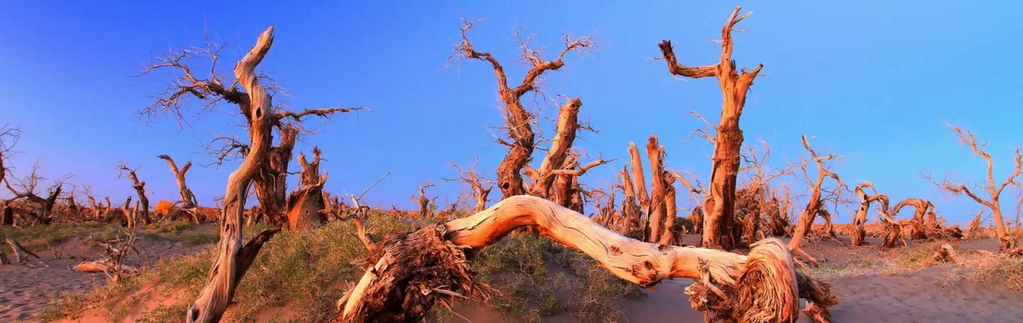 Strange Forest: A Mysterious Place in Inner Mongolia