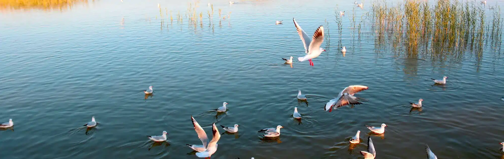 Juyan Lake Wetland Park: A Rare Oasis in the Gobi Desert