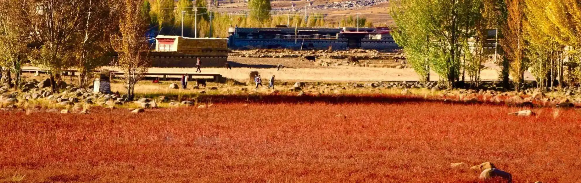 Sangdui Red Grassland: A Seasonal Wonder in Daocheng