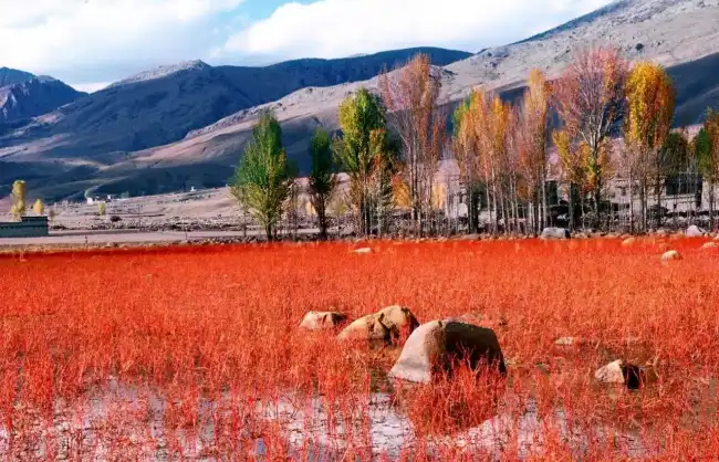 Sangdui Red Grassland: A Seasonal Wonder in Daocheng