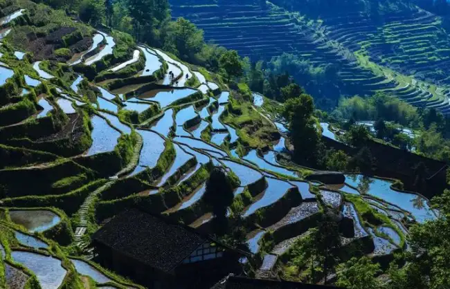 China's 7 Most Breathtaking Rice Terraces: Yuanyang, Longji