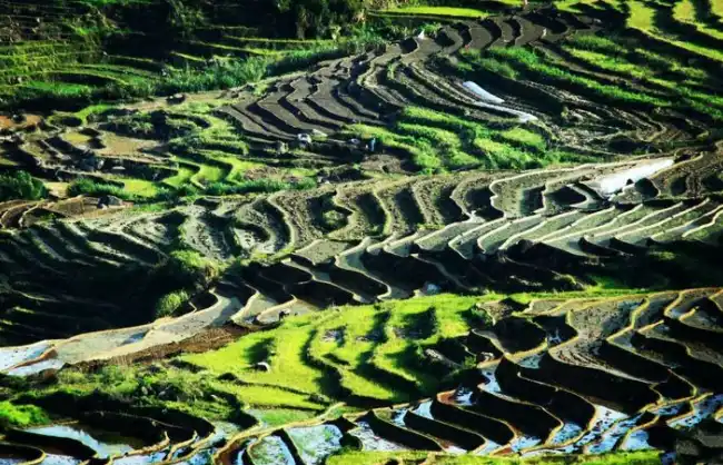 China's 7 Most Breathtaking Rice Terraces: Yuanyang, Longji
