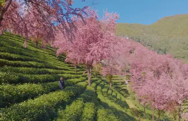 Yunnan Dali Weather Guide: Best Time to Visit & What to Do