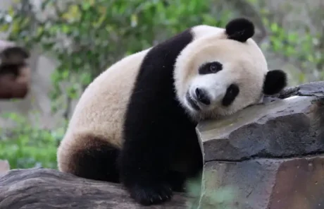 Giant Panda Life Cycle: How Giant Pandas Grow Up?