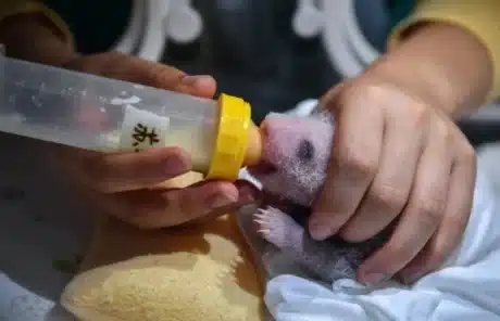 What Do Giant Pandas Eat? - Panda’s Diet and Eating Facts