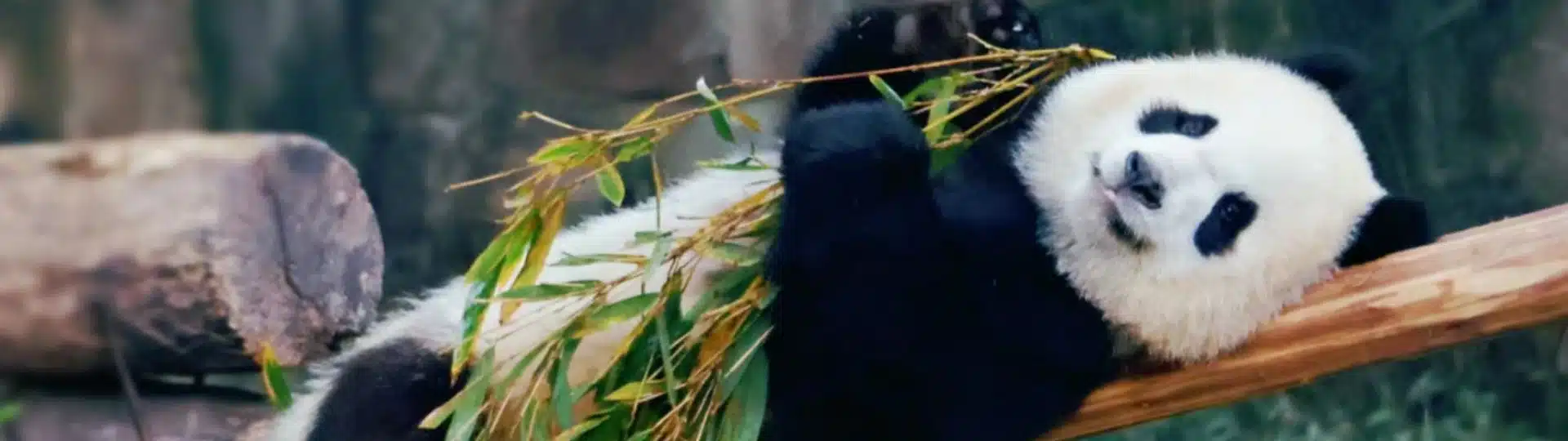 What Do Giant Pandas Eat? - Panda’s Diet and Eating Facts