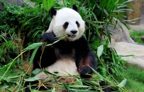 What Do Giant Pandas Eat? - Panda’s Diet and Eating Facts