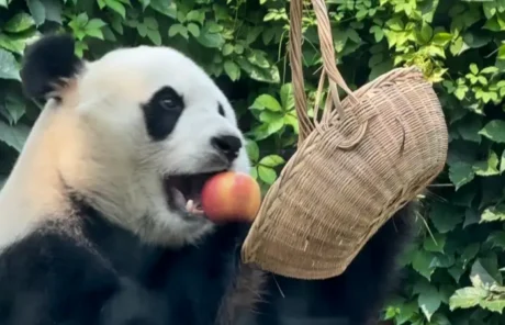 What Do Giant Pandas Eat? - Panda’s Diet and Eating Facts