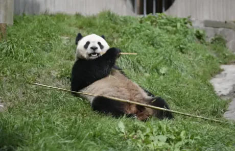 Giant Panda Life Cycle: How Giant Pandas Grow Up?