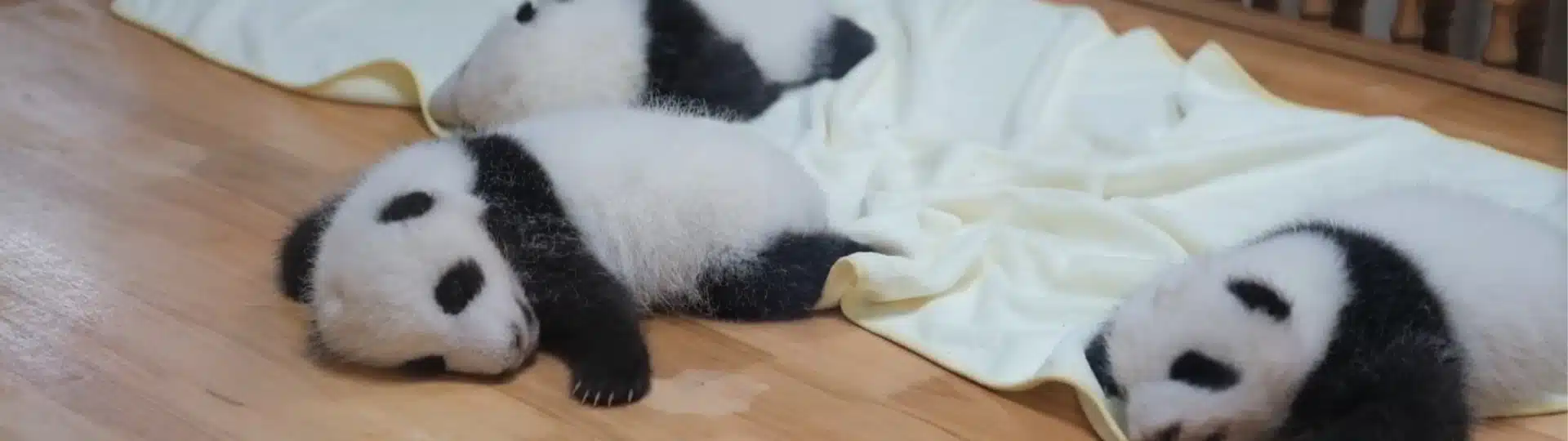 Fascinating Baby Panda Facts | Everything You Need to Know