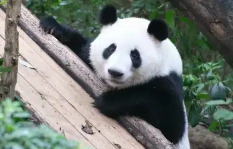 16 Most Famous Pandas in China 2026 & Where to See Them