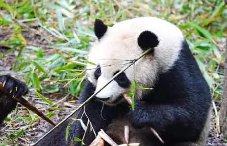 16 Most Famous Pandas in China 2026 & Where to See Them