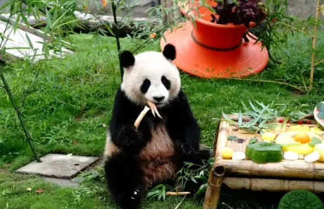 16 Most Famous Pandas in China 2025-2026 & Where to See Them