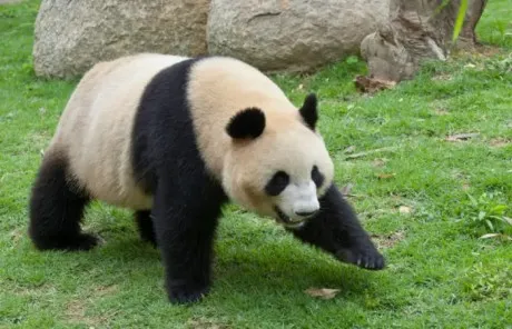 Giant Panda Behavior: Diet, Daily Habits, Social Life