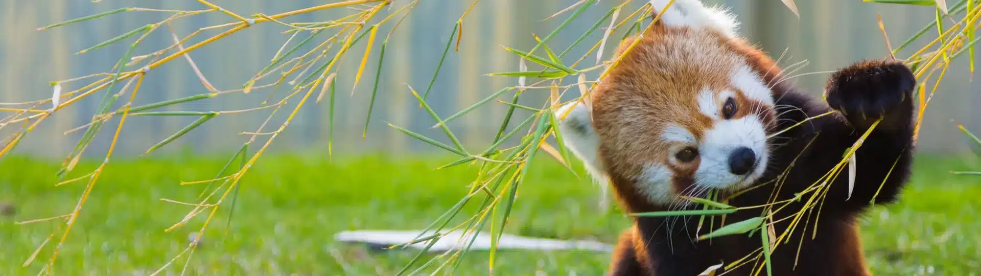 Red Pandas in China: Facts, Habitat, Diet, and Conservation