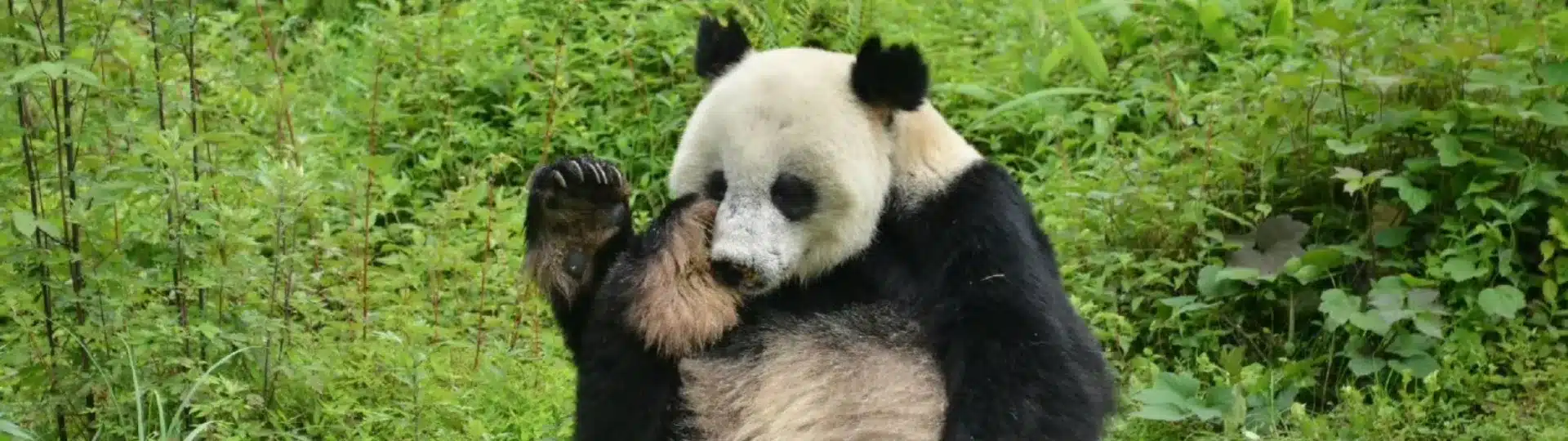 Discover Wild Pandas in China: Facts, Habitat, Viewing Spots